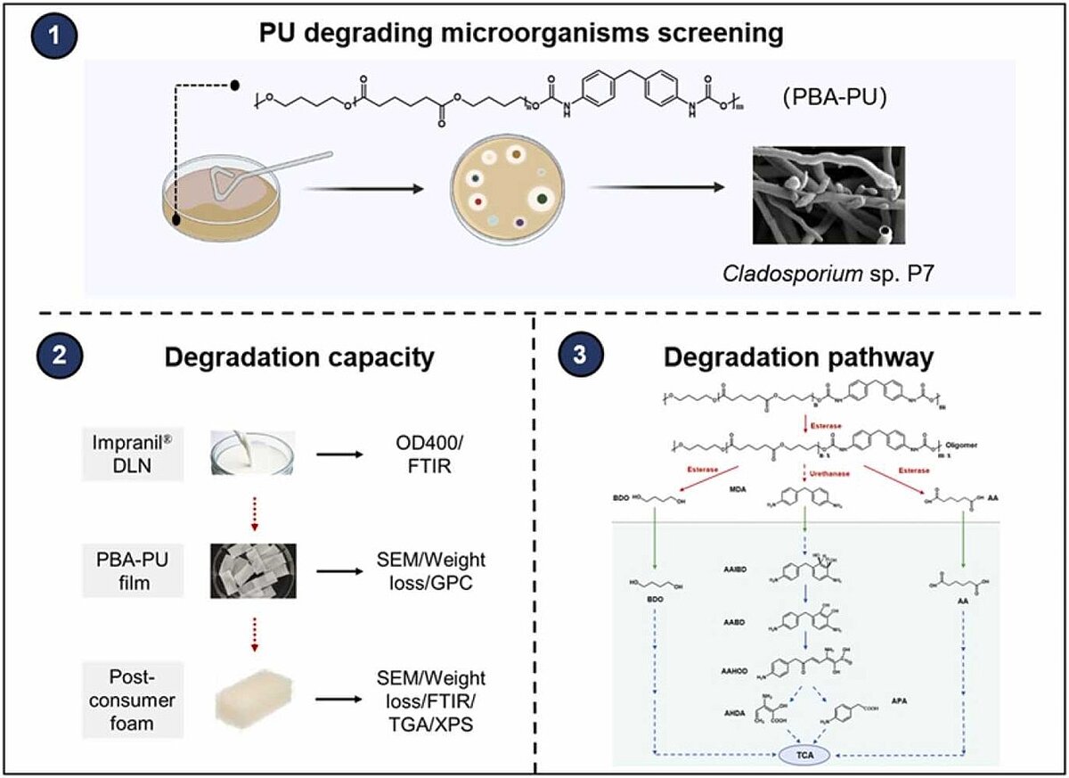 Mix-Up: Biodegradation of polyester polyurethane by Cladosporium