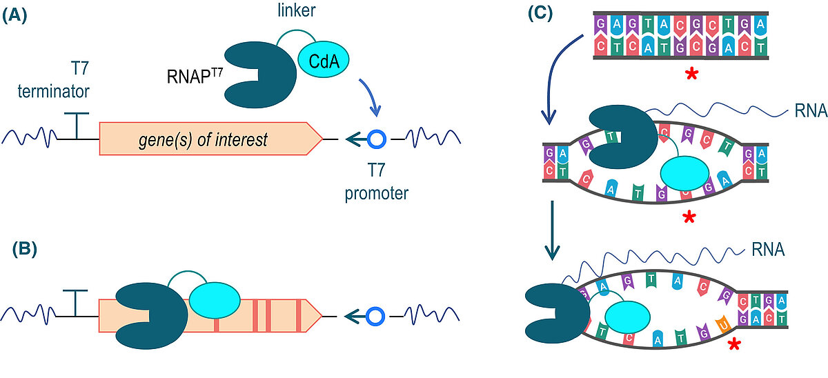 Mix-Up: Hypermutation of specific genomic loci of Pseudomonas putida ...