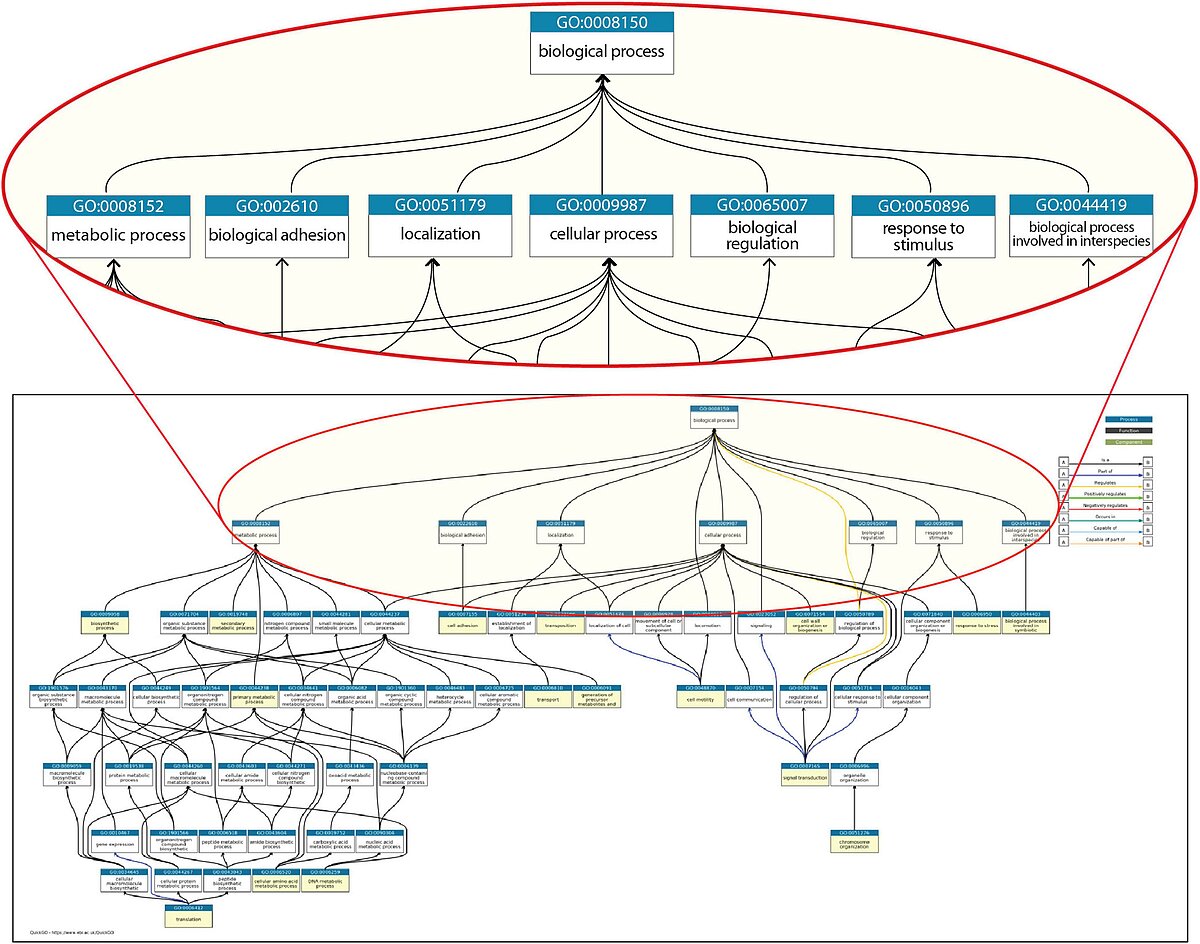 Mix-Up: Missing Links Between Gene Function and Physiology in Genomics