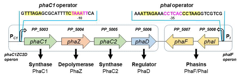 Mix-Up: New research findings within P4SB