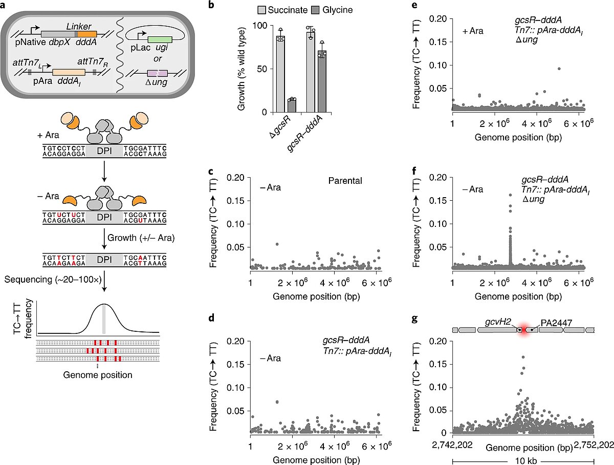 Mix Up Genome Wide Protein Dna Interaction Site Mapping In Bacteria