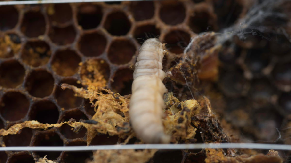 Mix-Up: Waxworm Saliva Rapidly Degrades Plastic Bags