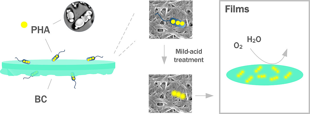 Mix-Up: Gaining control of bacterial cellulose colonization by ...