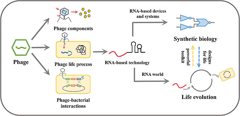 Mix-Up: Applications of phage-derived RNA-based technologies in ...