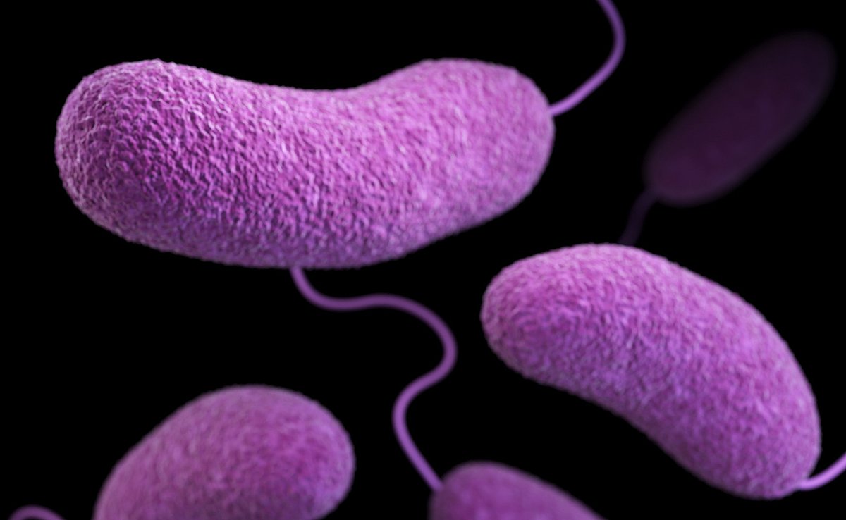 Mix-Up: Success of Previous Project: Newly Isolated Bacteria Can ...